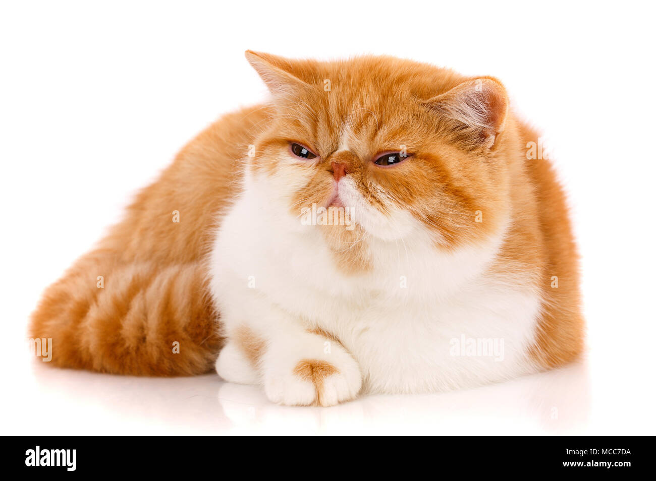 Purebred exotic shorthair cat Cut Out Stock Images & Pictures - Alamy