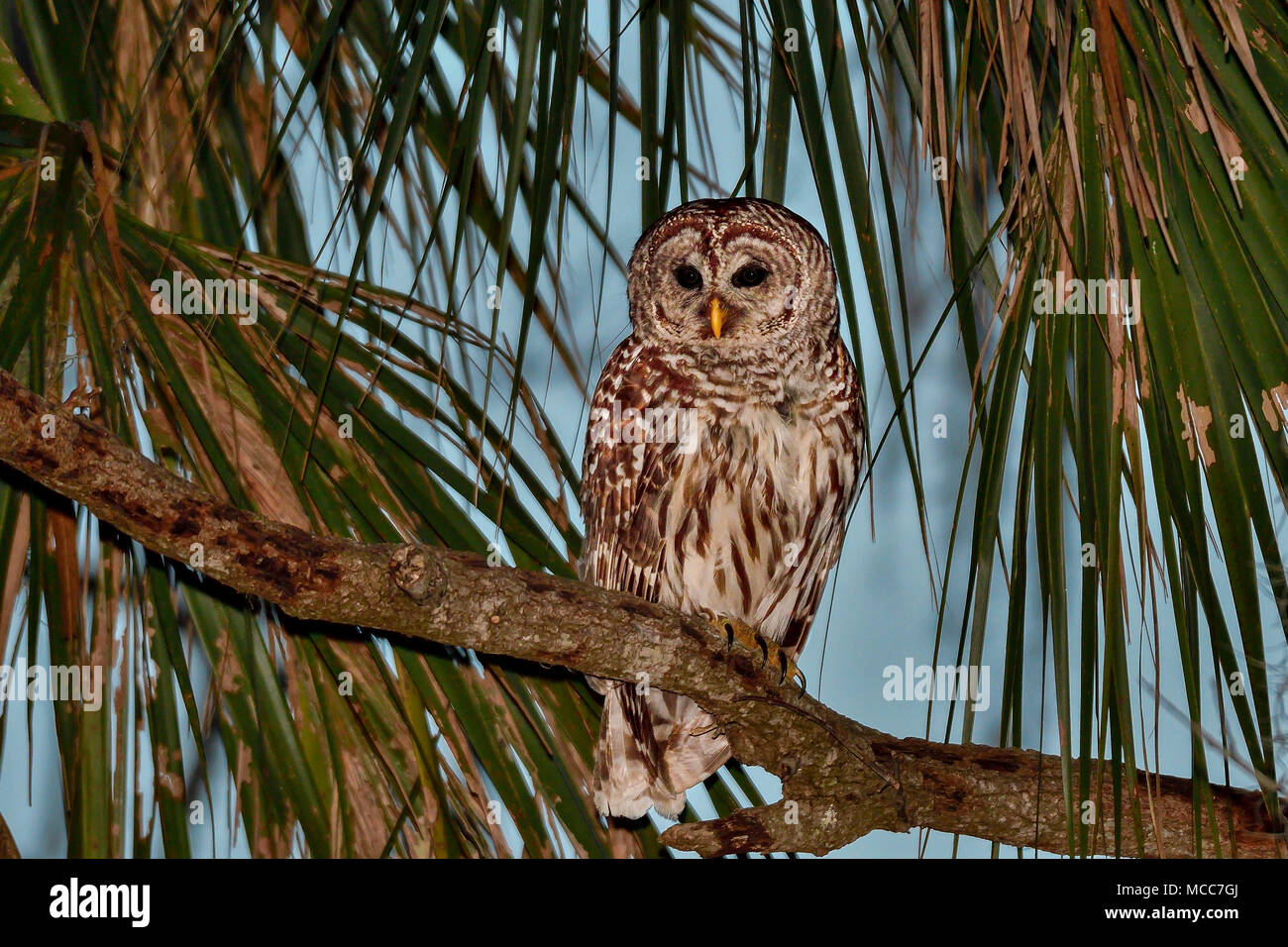 Barred owl hi-res stock photography and images - Alamy