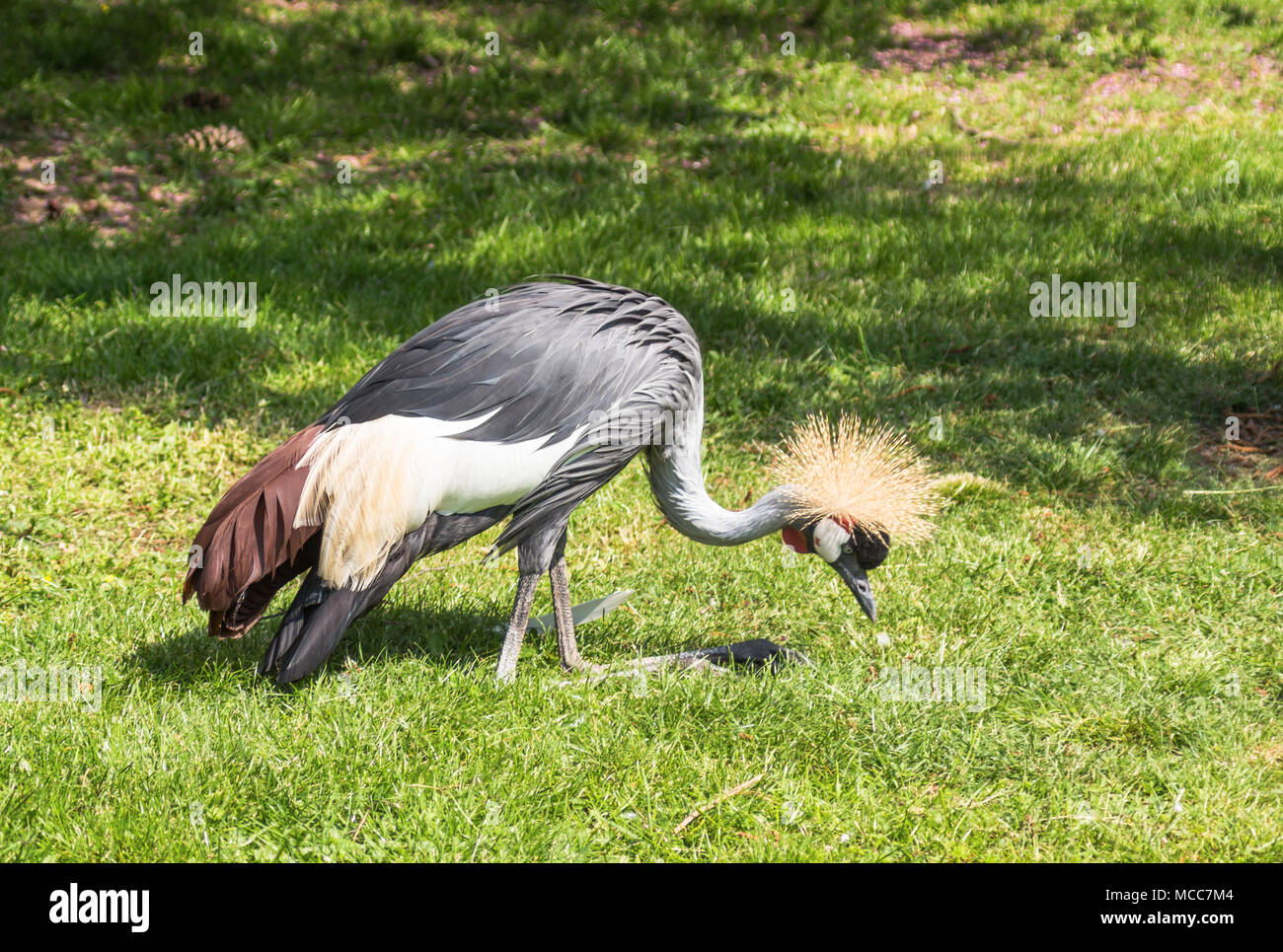 Crowned crane in tree hi-res stock photography and images - Alamy