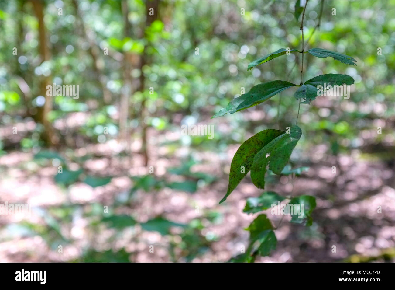 Australian bushland hi-res stock photography and images - Alamy