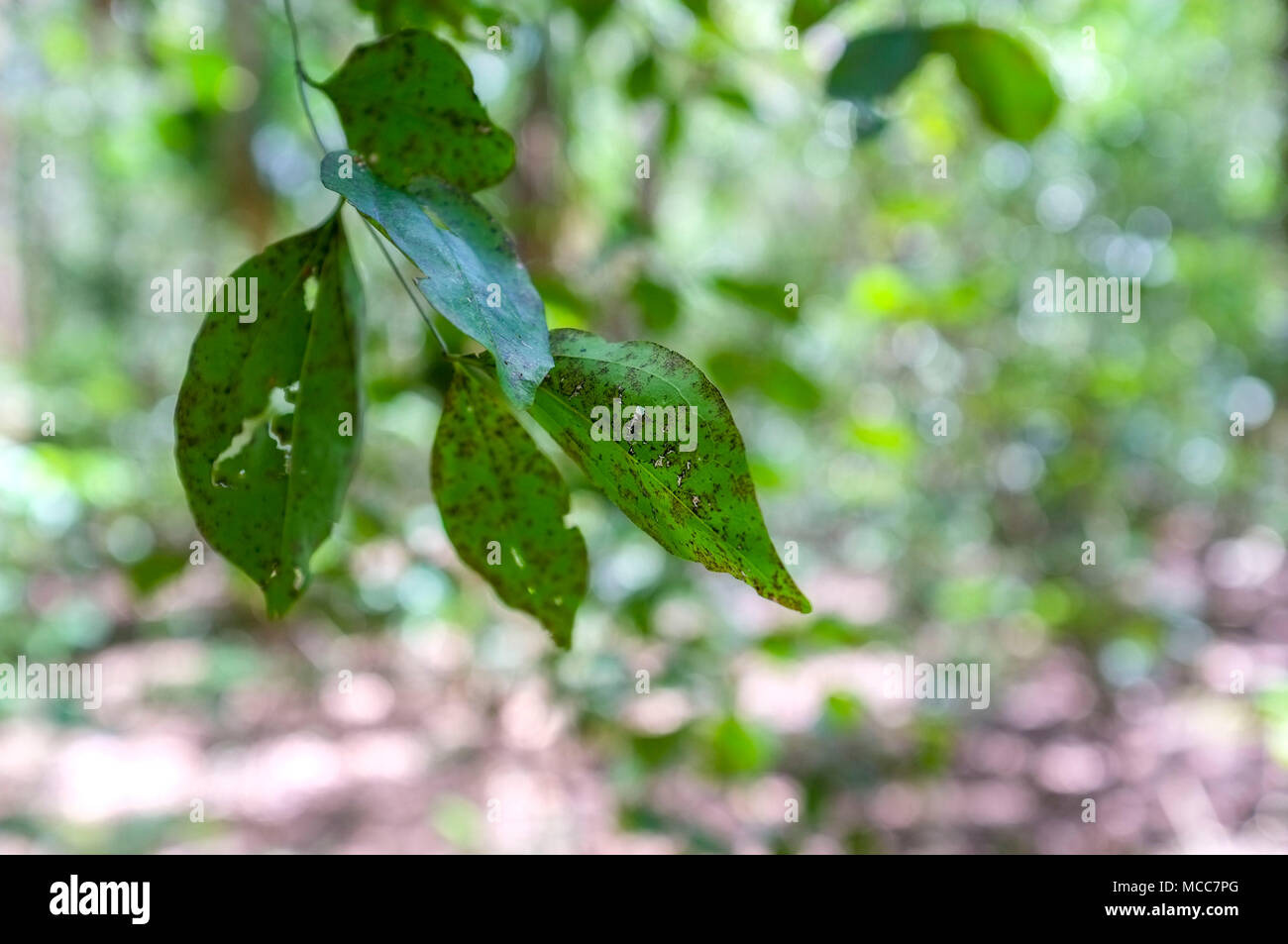 Australian bushland hi-res stock photography and images - Alamy