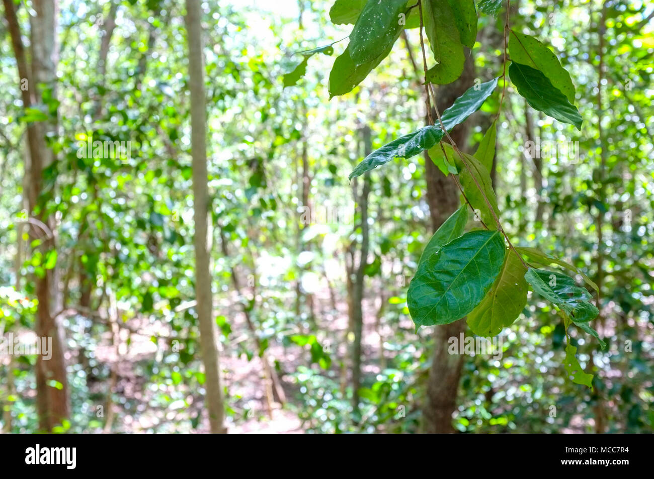 Australian bushland hi-res stock photography and images - Alamy