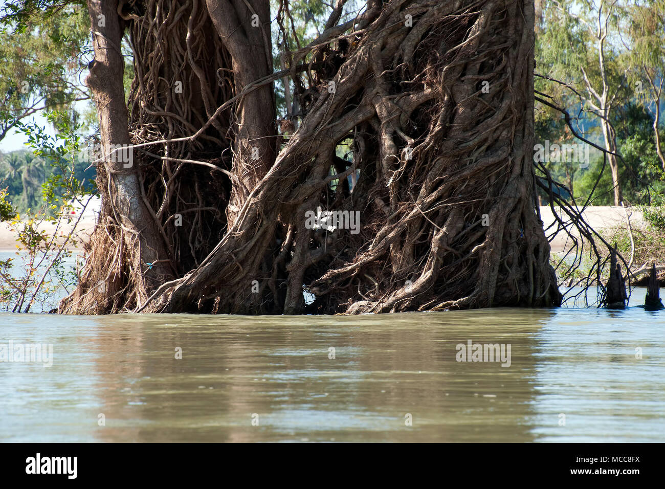 Mekong river Stung Treng province Cambodia, scene of the flooded forest ...