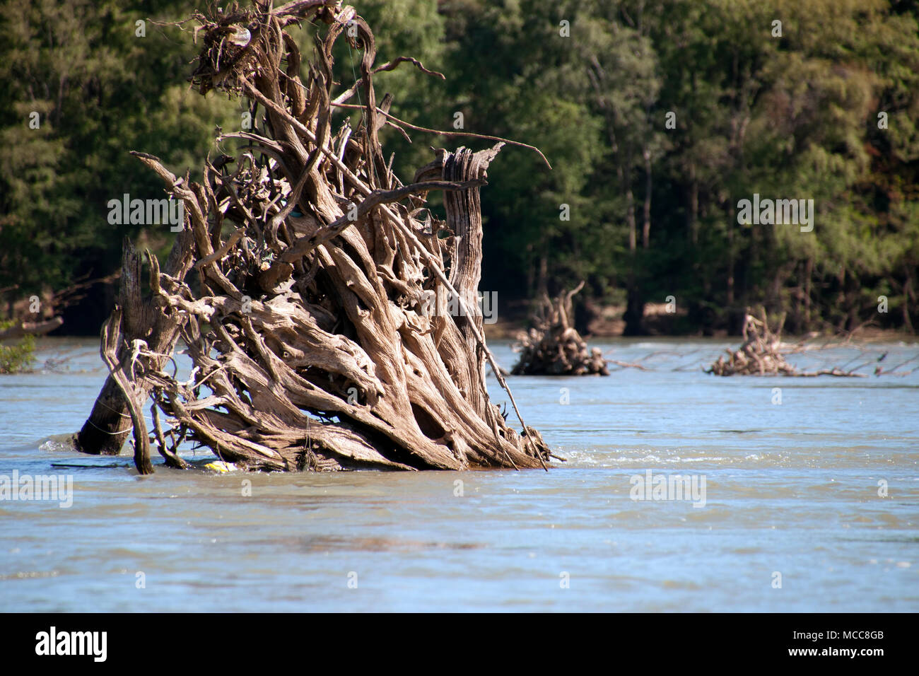 Flood damage tree roots forest hi-res stock photography and images - Alamy