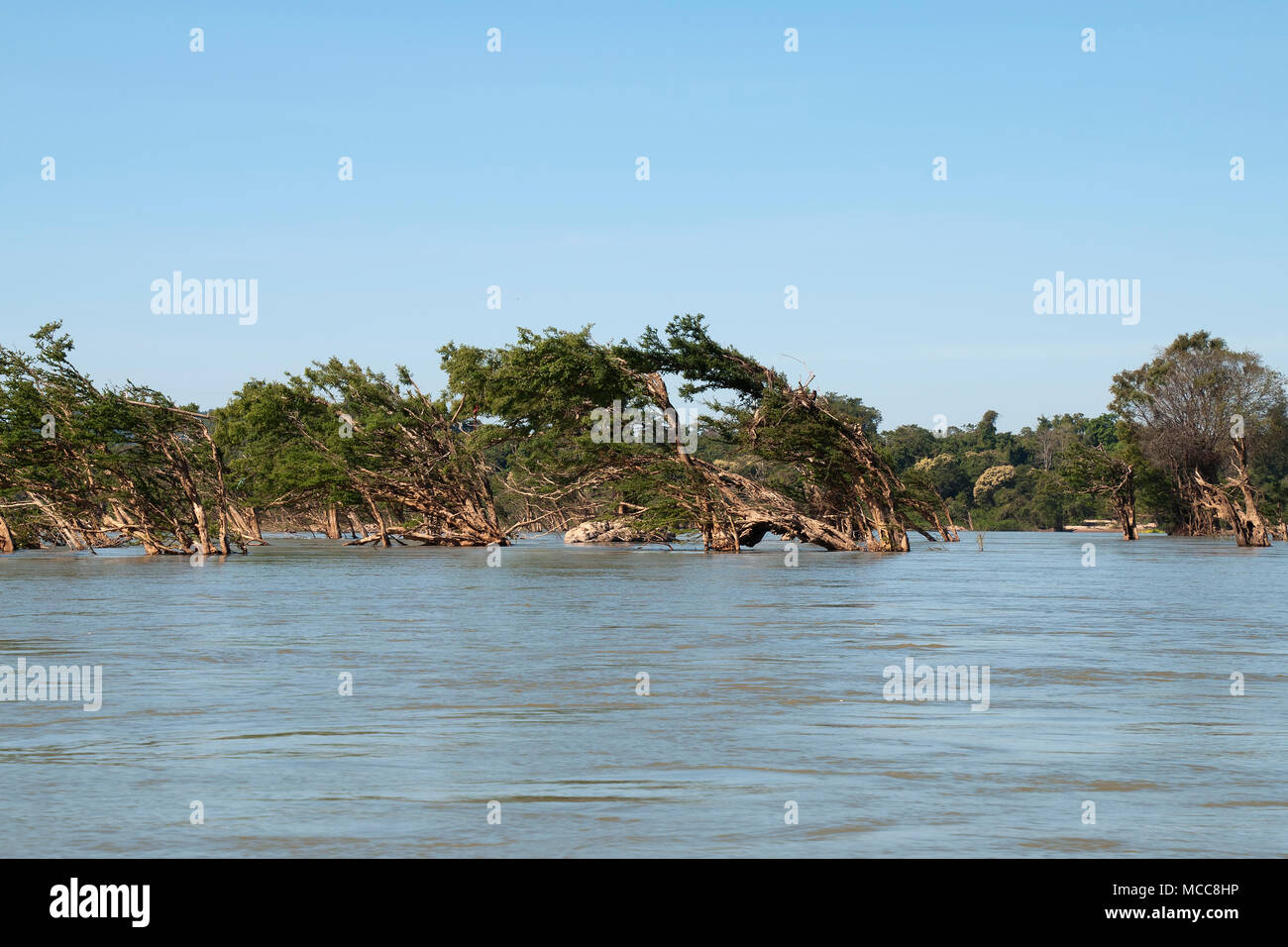 Stung Treng Cambodia, scenes of trees shaped by water of the flooded ...