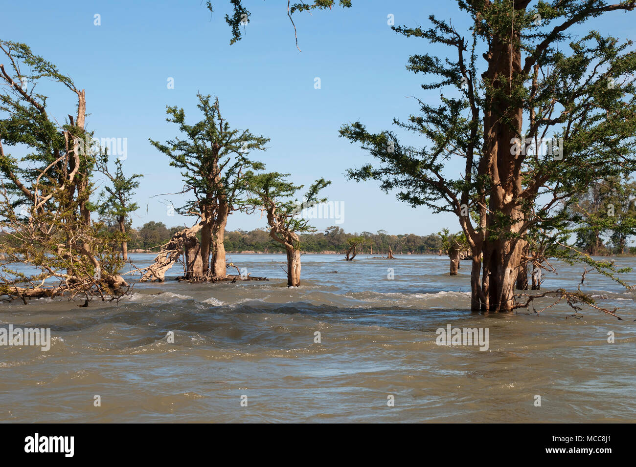 Stung Treng Cambodia, trees growing in the flooded forest in the Mekong ...