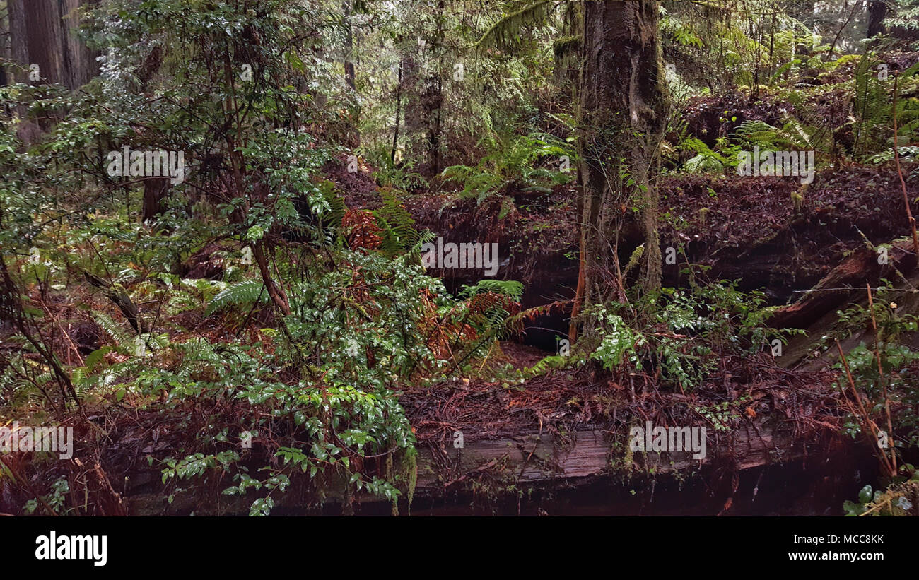 Coastal rain forest hi-res stock photography and images - Alamy