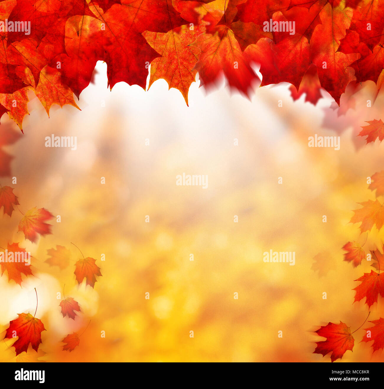 Autumn Background with Golden Bokeh and Fall Blowing Maple Leaves Stock ...