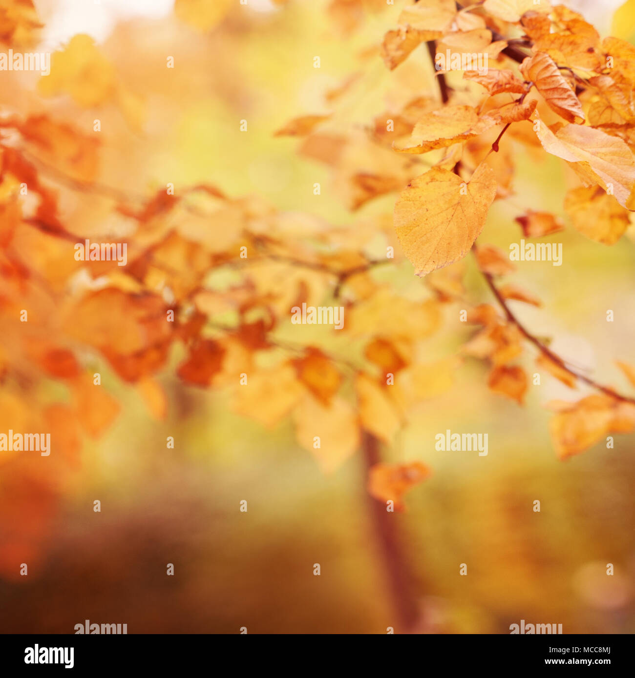 Abstract Blurred Autumn Bokeh Background Stock Photo - Alamy