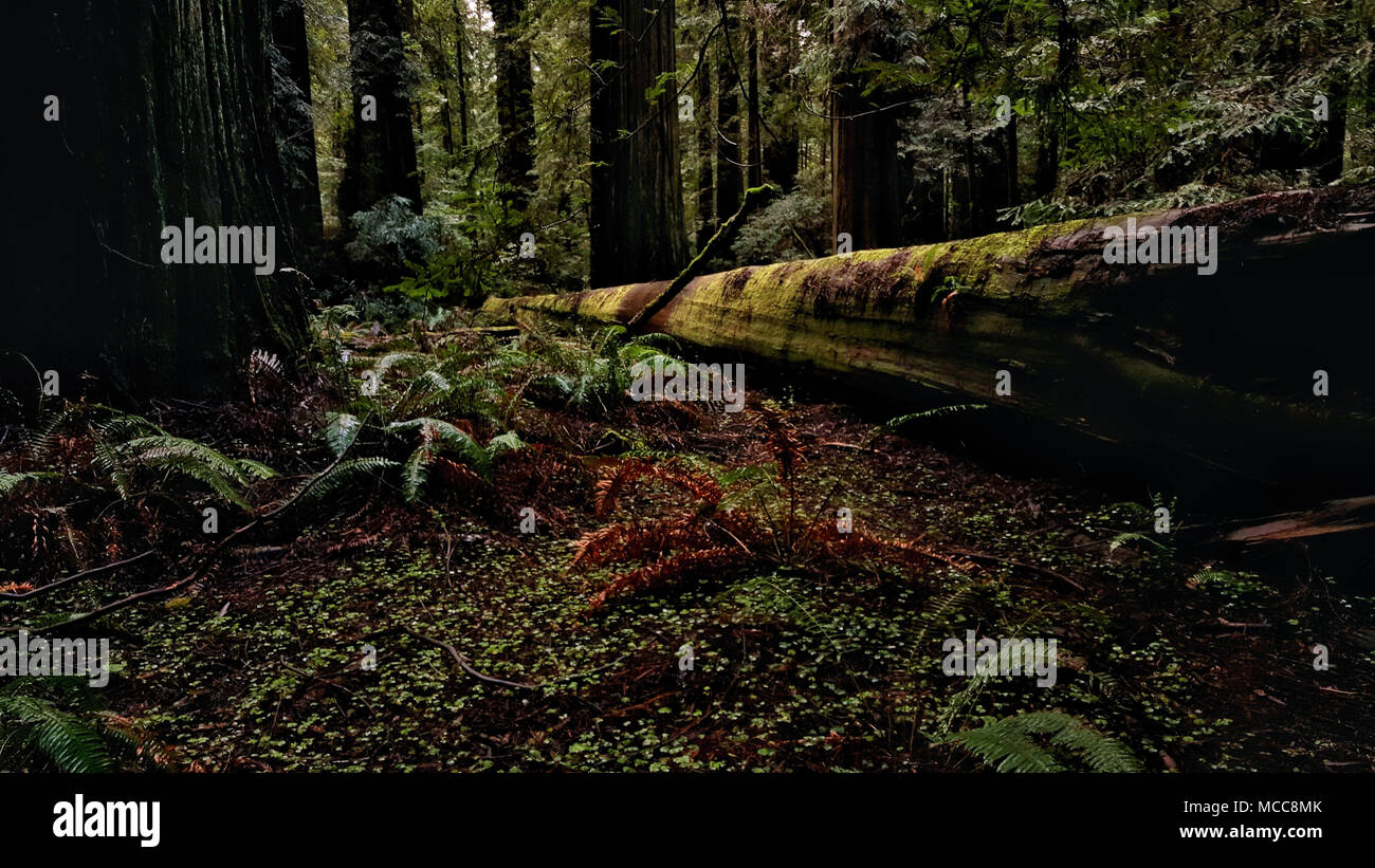 Massive fallen tree hi-res stock photography and images - Alamy