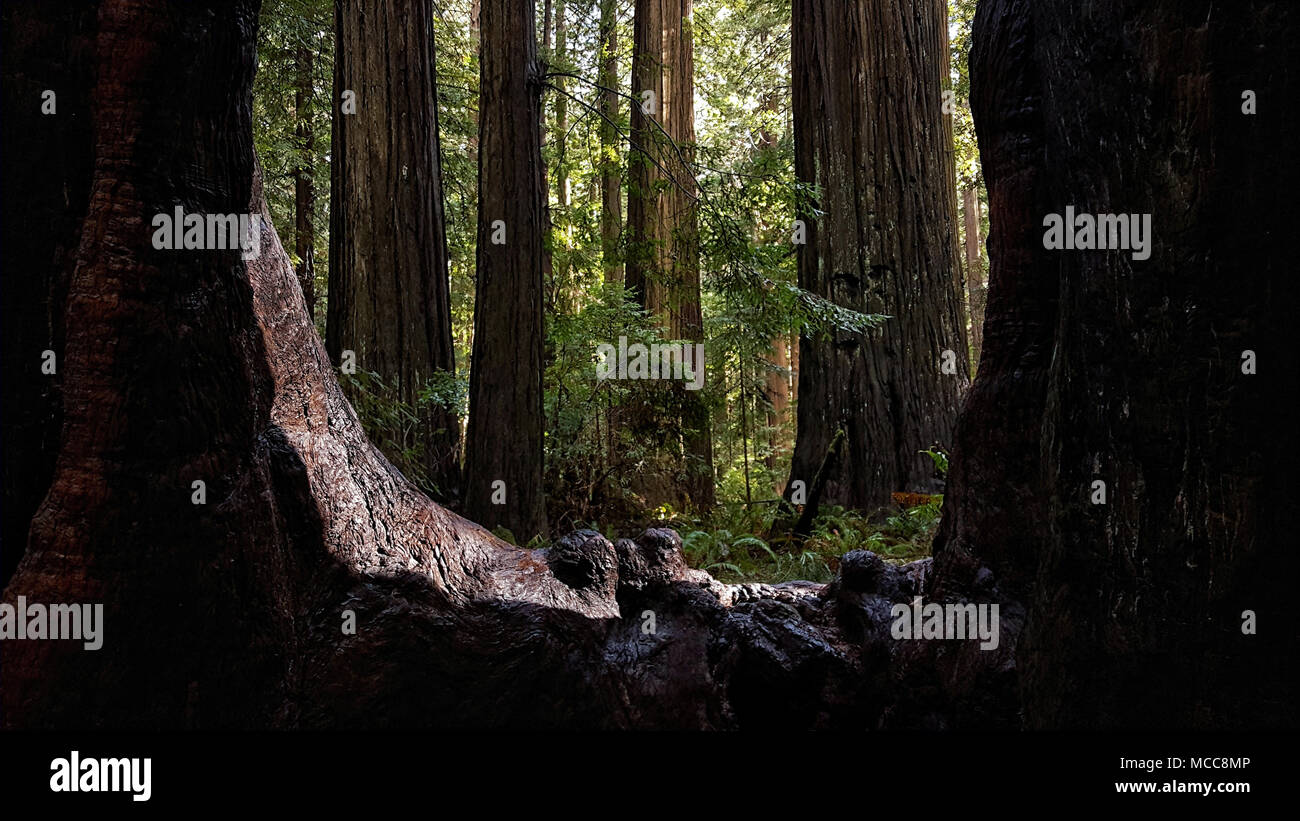Mossy trees in redwood hi-res stock photography and images - Alamy