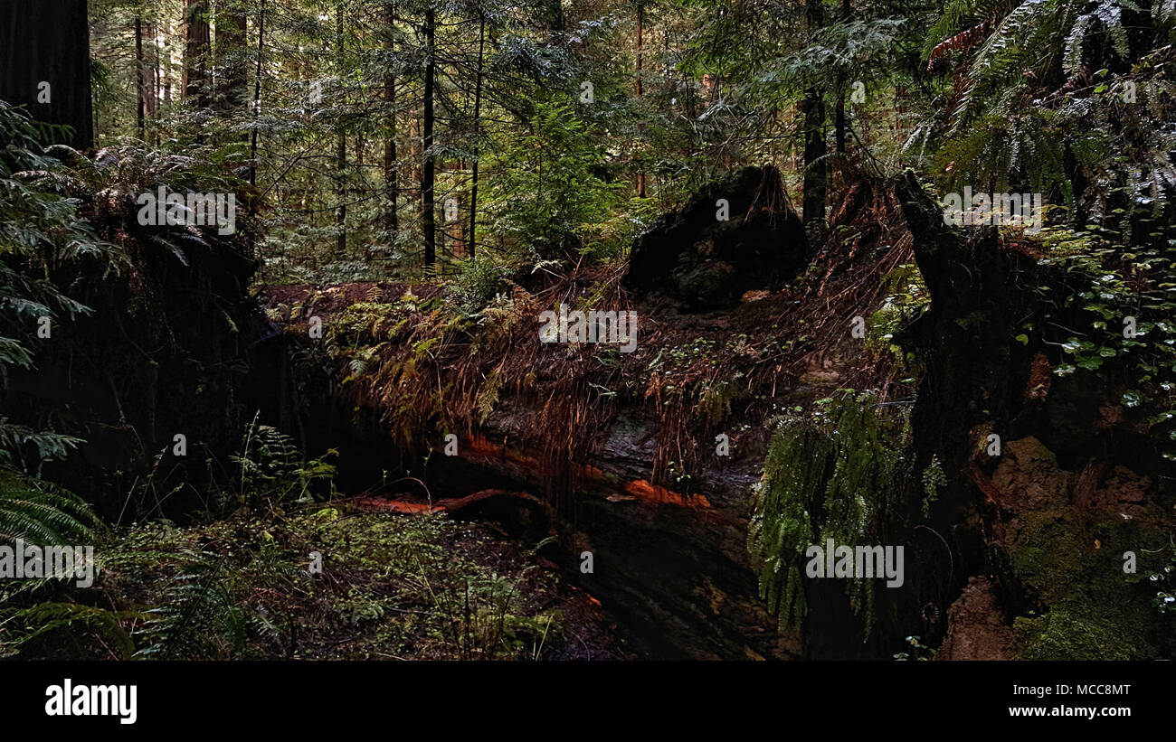 A big redwood tree lies fallen on a forest floor Stock Photo - Alamy