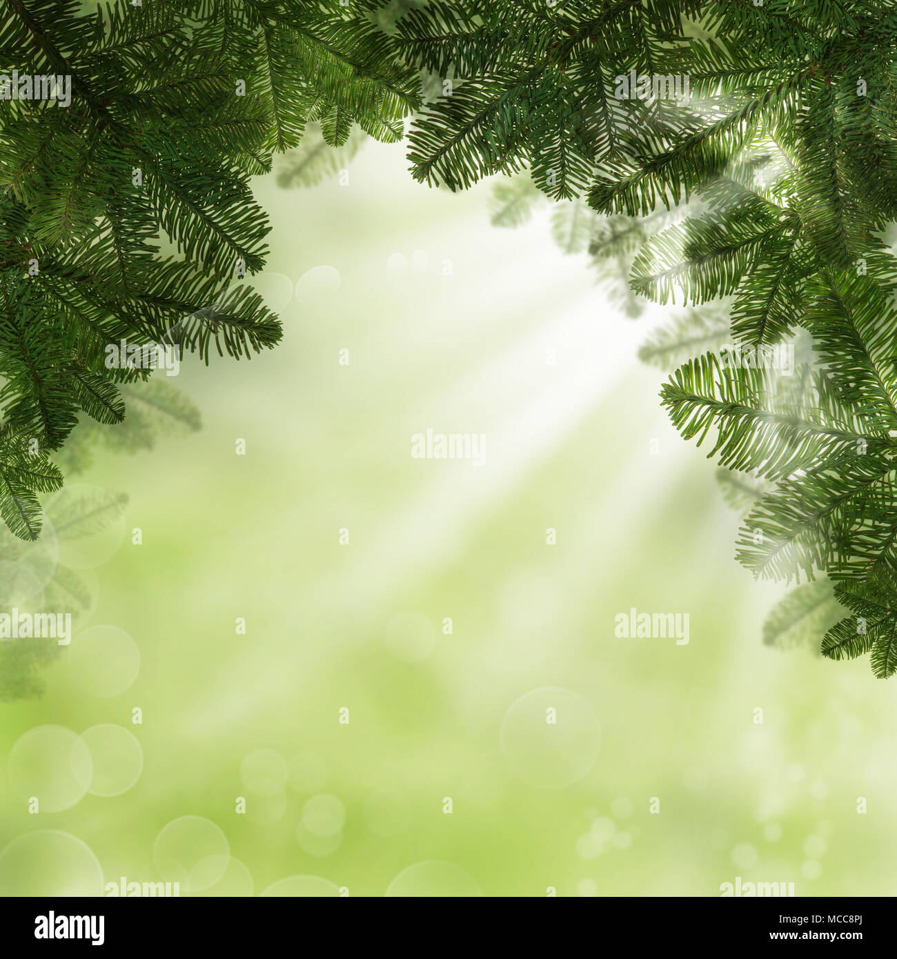 Boken tree hi-res stock photography and images - Alamy