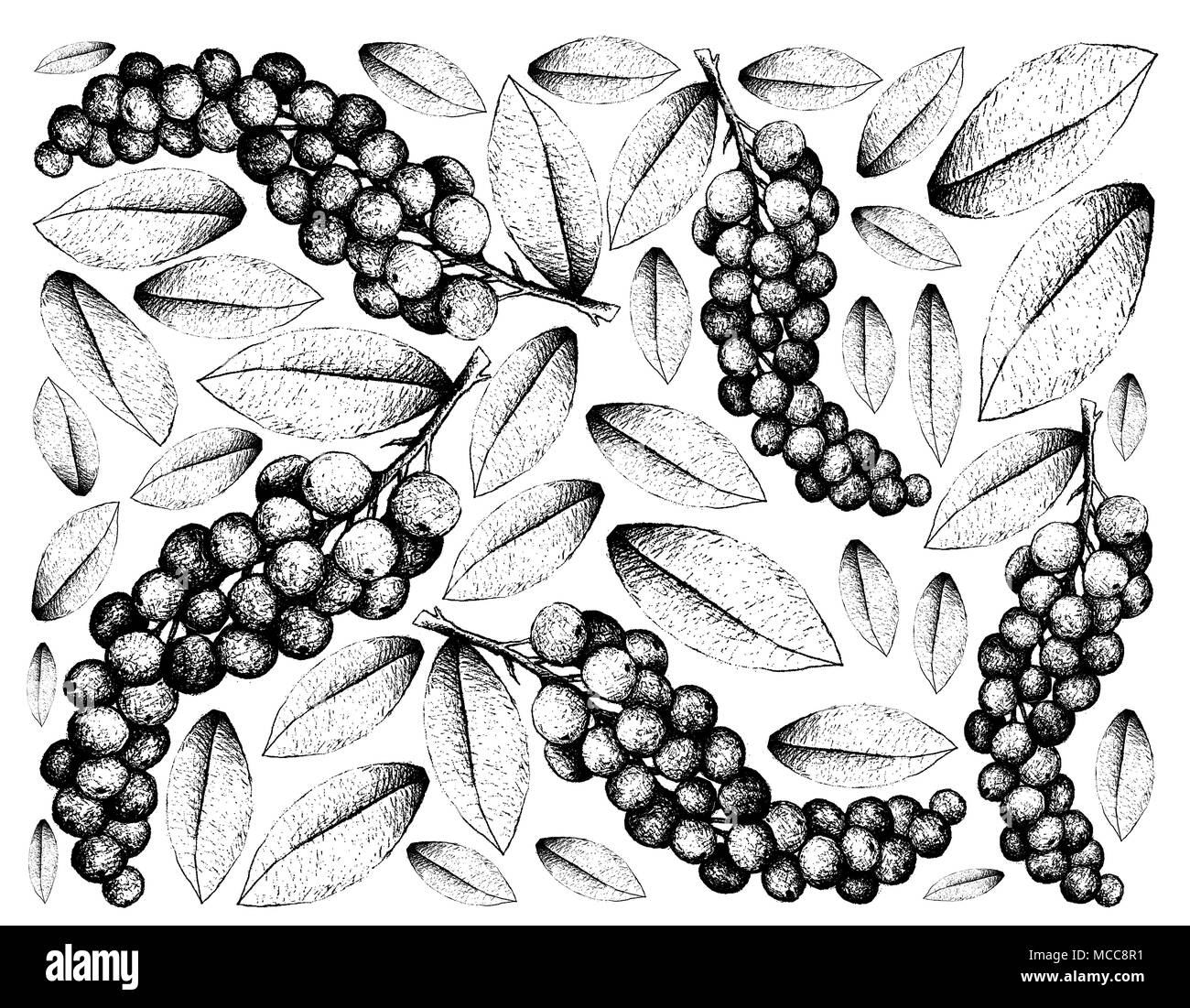 Berry Fruit, Illustration Wallpaper Background of Hand Drawn Sketch of ...