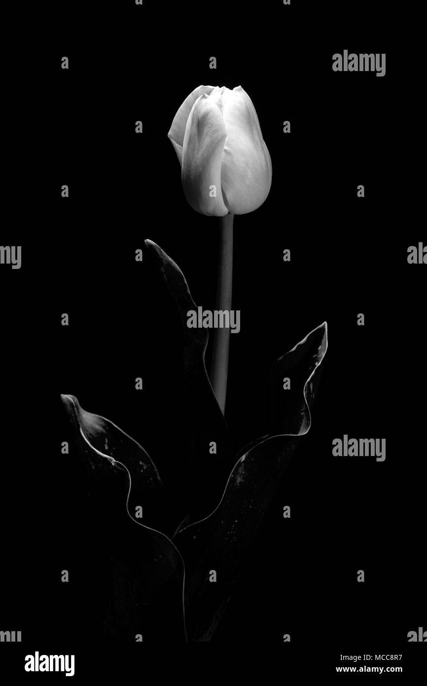Pink Tulip portrait under a dim light on black background (framing ...