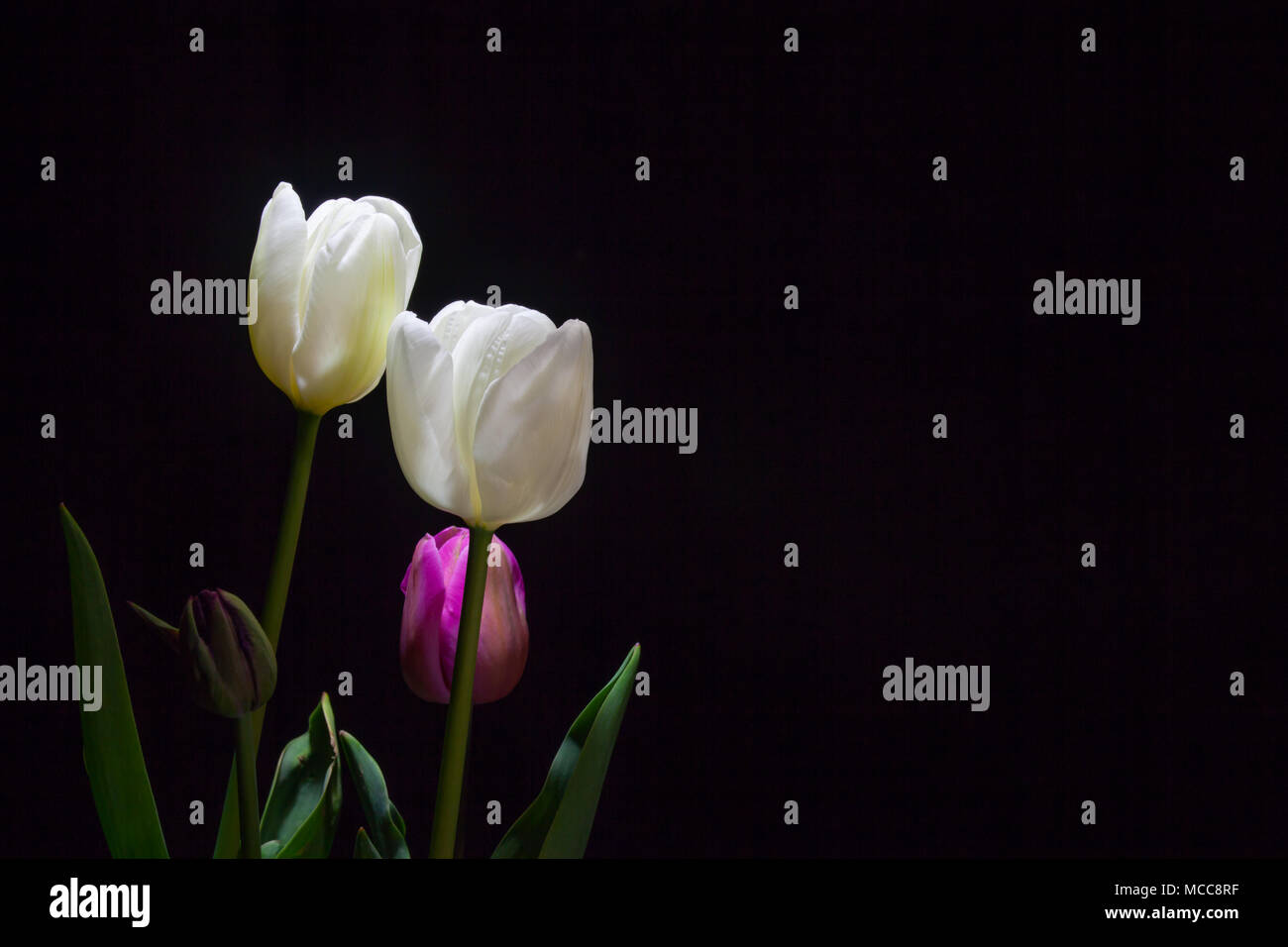 Dim flower hi-res stock photography and images - Alamy