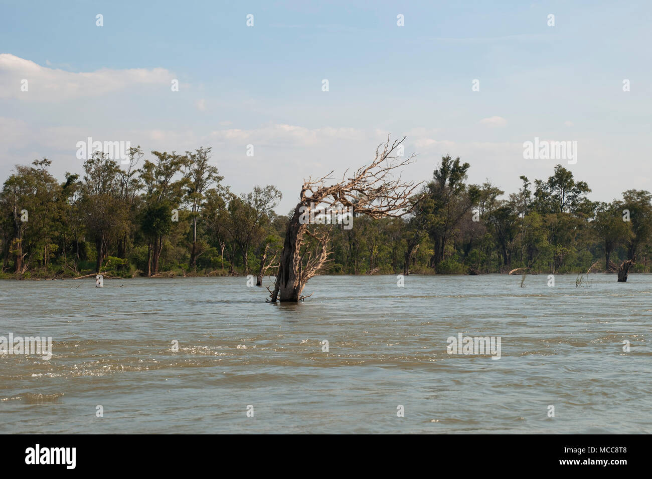 Stung Treng Cambodia, scene with dead tree of the flooded forest in the ...