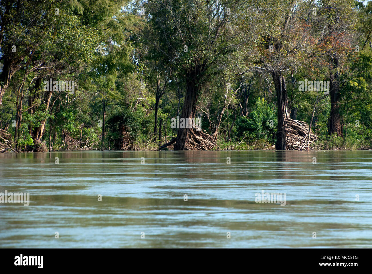 Stung Treng Cambodia, scene of the flooded forest in the Mekong river between Stung Treng and ...
