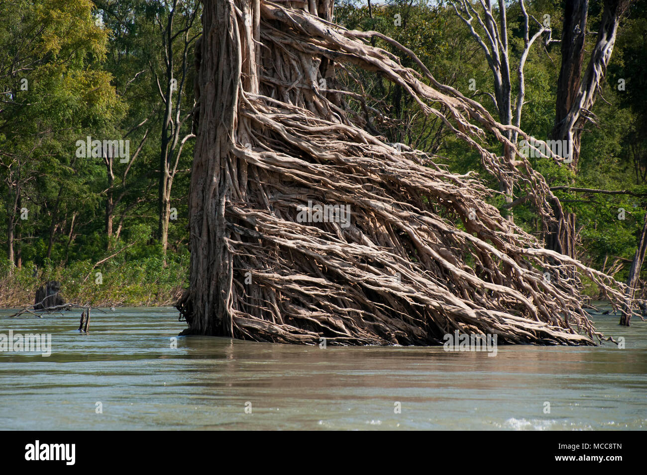 Stung Treng Cambodia, tree roots shaped currents in the flooded forest ...