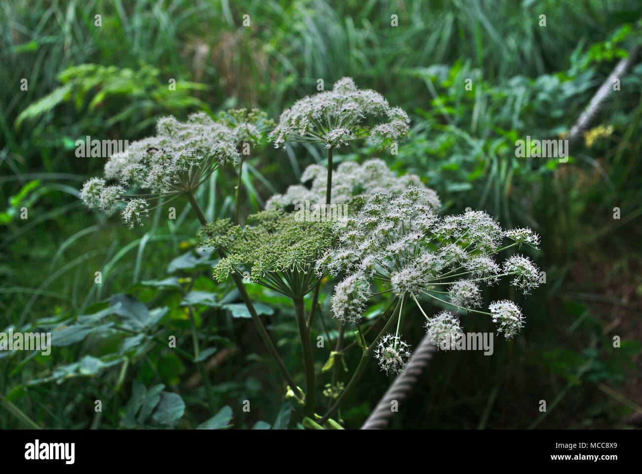 Wild angelica or Angelica of the woods also called angel's Grass or ...