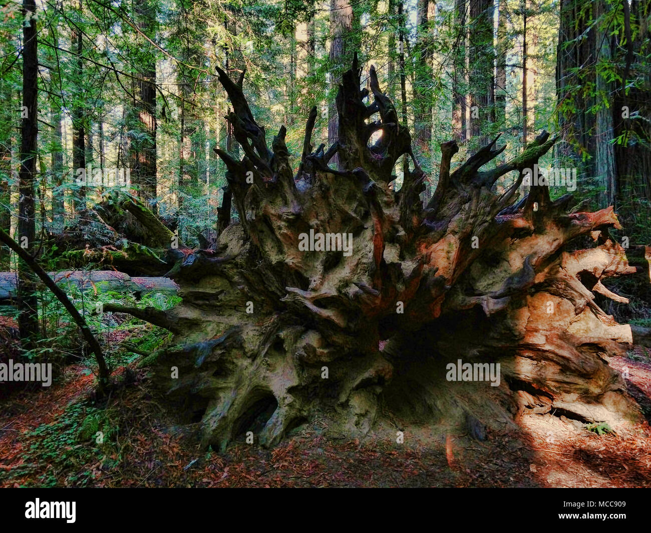 The broken exposed root of a massive fallen tree in a forest Stock ...