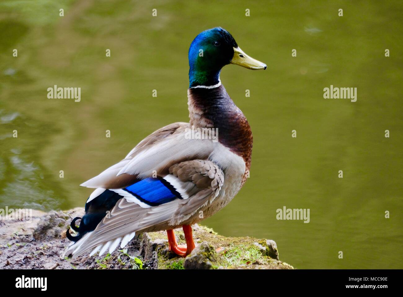 A mallard drake Stock Photo - Alamy