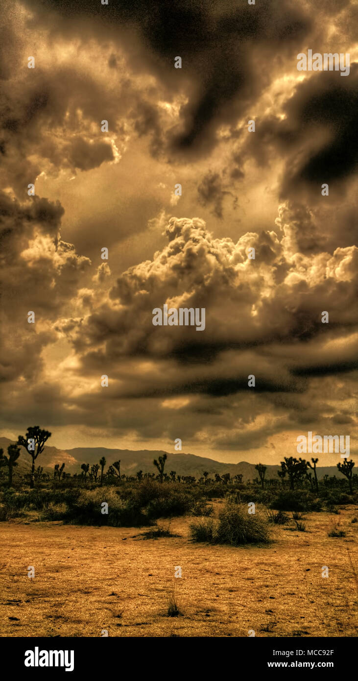 Storm clouds in a Joshua Tree desert at dusk Stock Photo - Alamy
