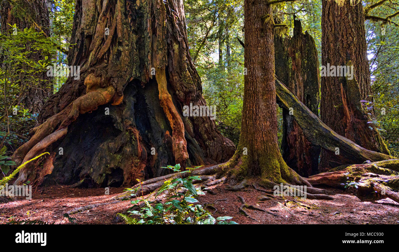 Giant redwood trees in a Humboldt forest, California Stock Photo - Alamy