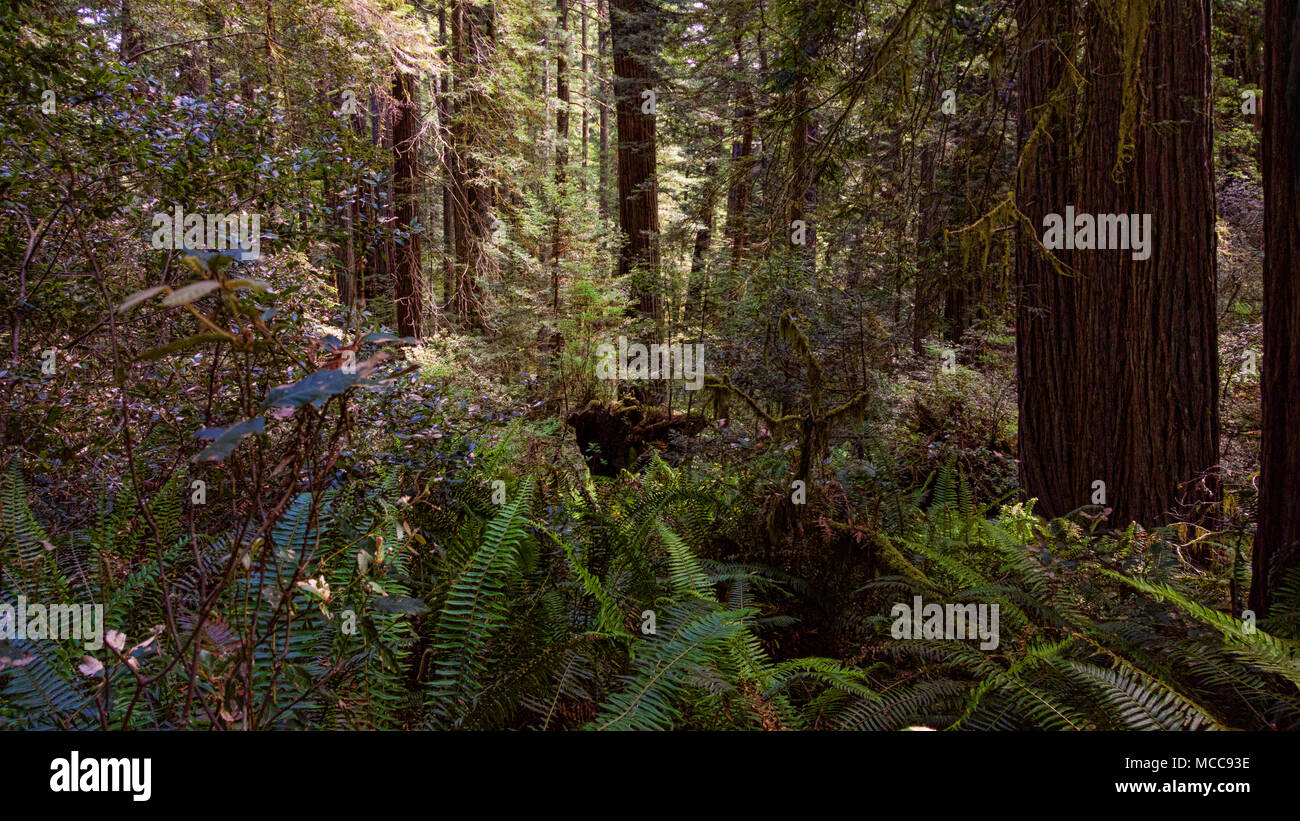 Peaceful light hi-res stock photography and images - Alamy