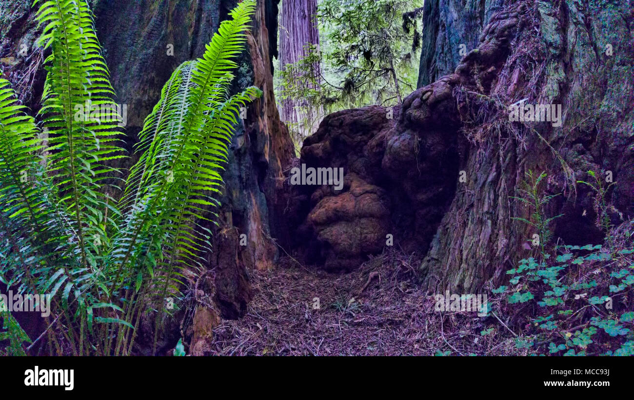 Gnarly root hi-res stock photography and images - Alamy