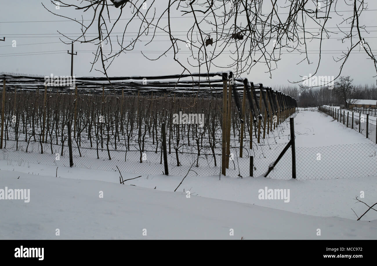Apple orchard farm hi-res stock photography and images - Alamy