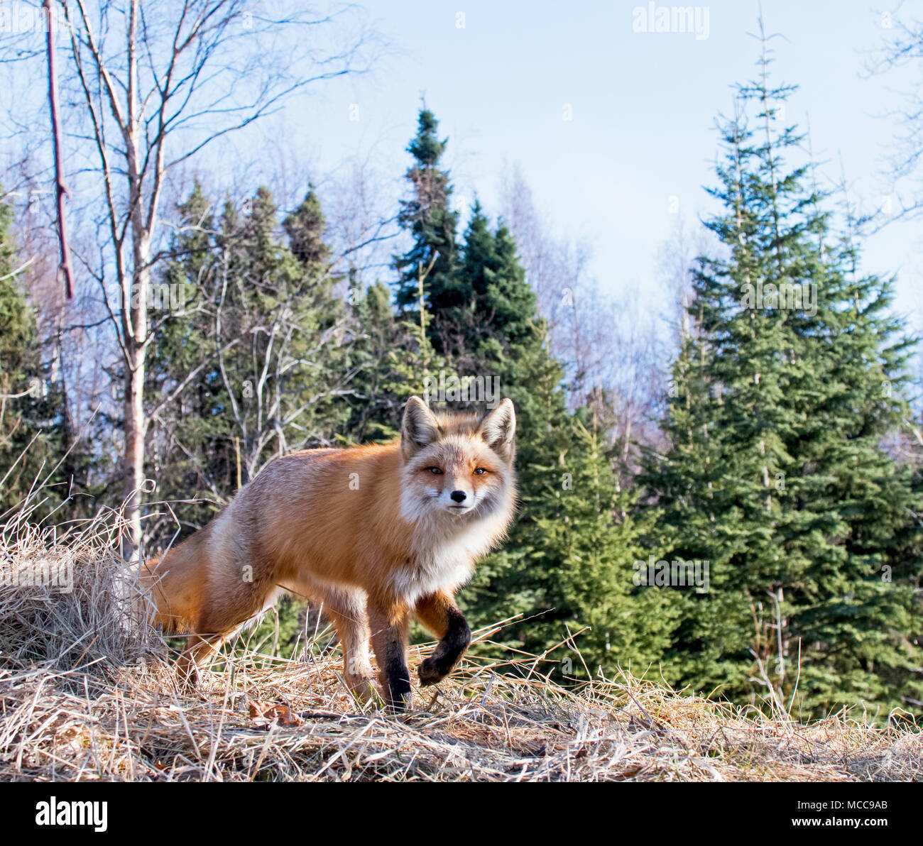 A Curious Red Fox Takes a Look Stock Photo - Alamy