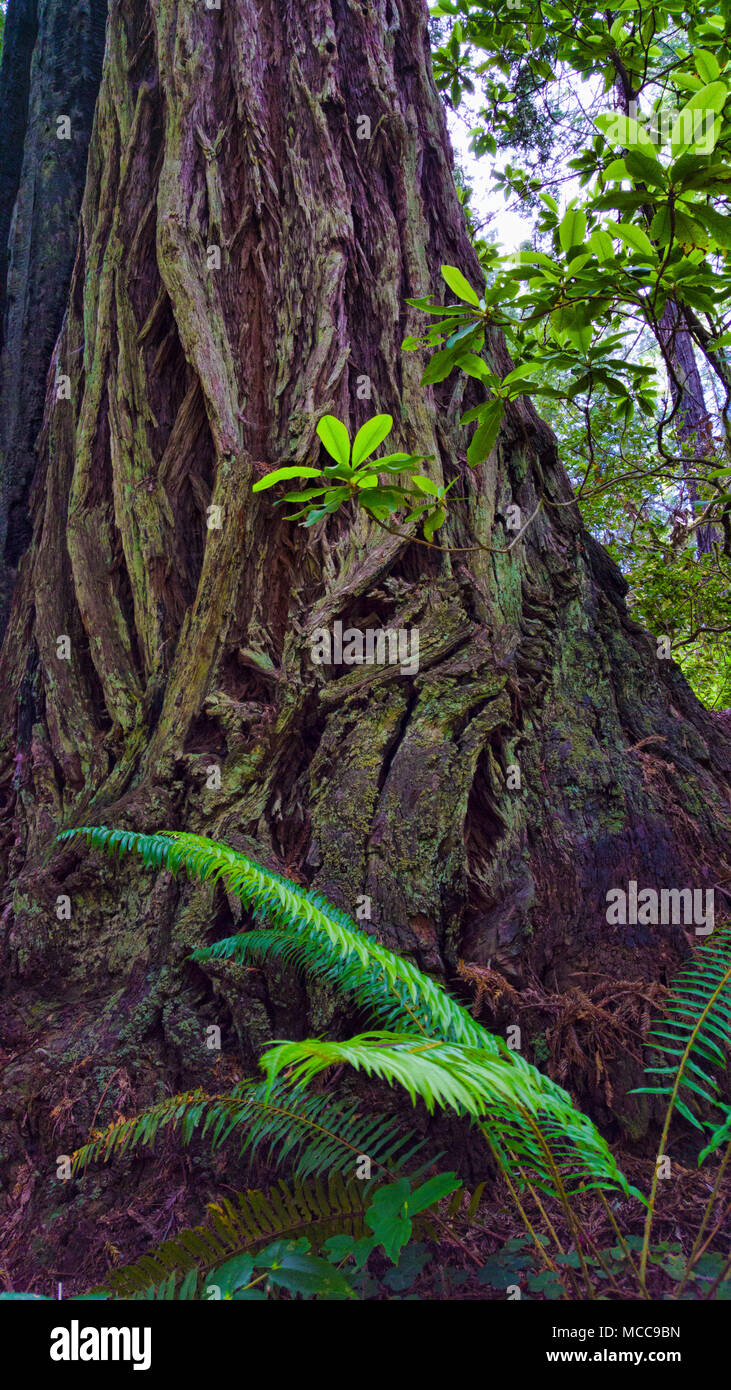 A big tree trunk in a redwood forest Stock Photo - Alamy