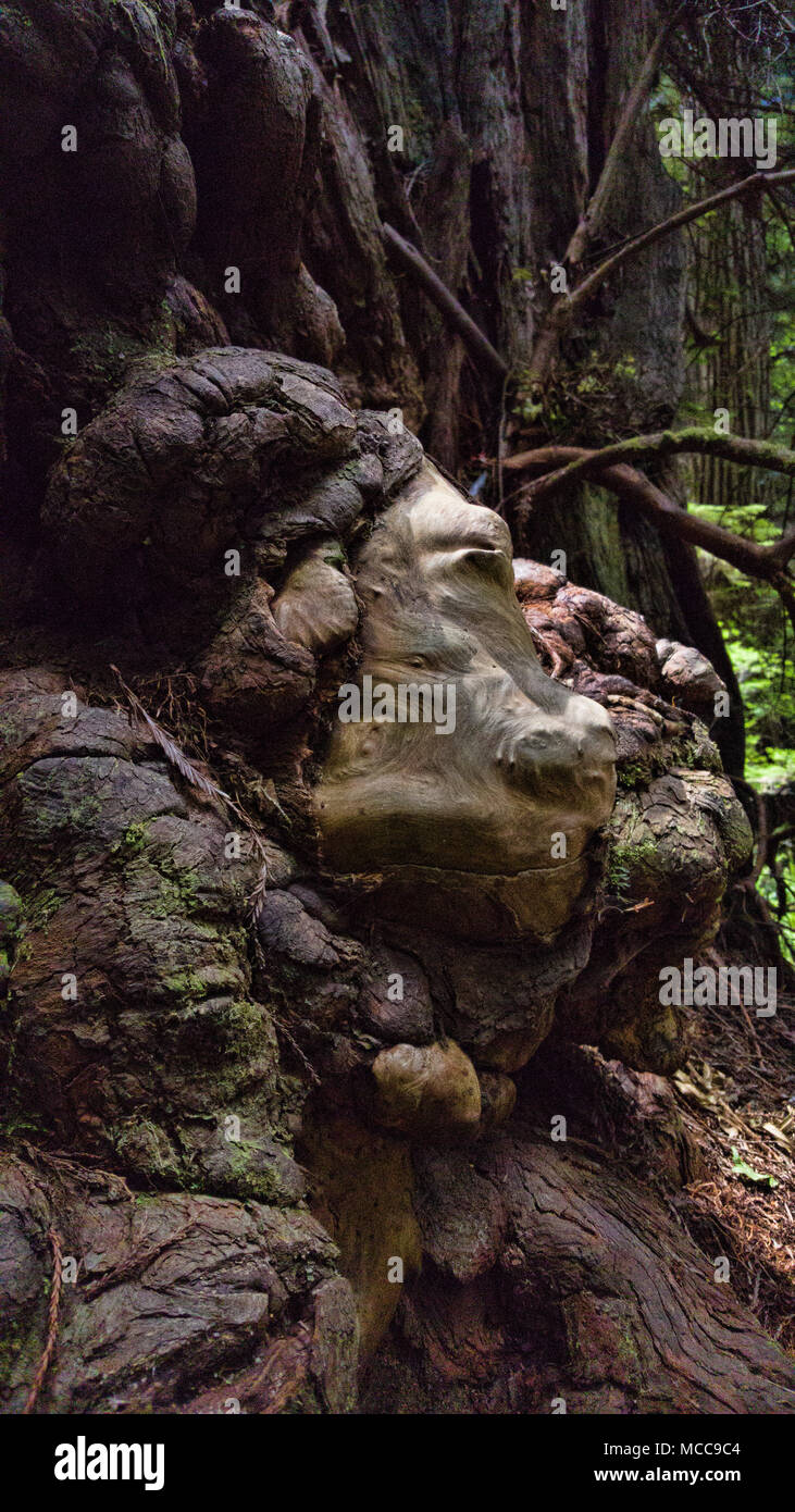 Face root hi-res stock photography and images - Alamy