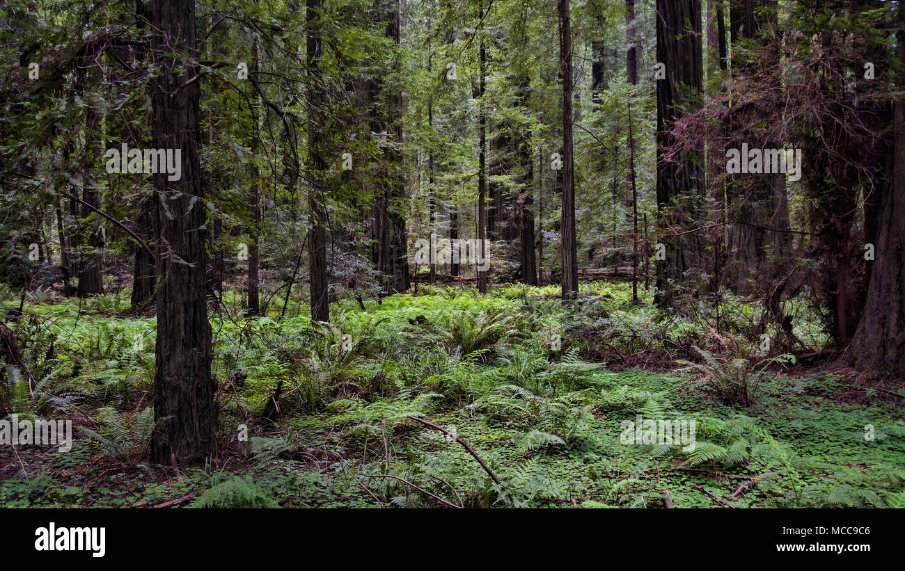 Still light in a moody redwood forest Stock Photo - Alamy