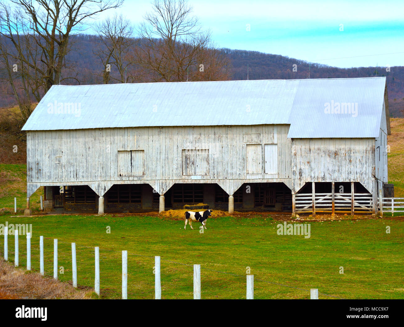 Cow enjoying the day outside the barn Stock Photo - Alamy