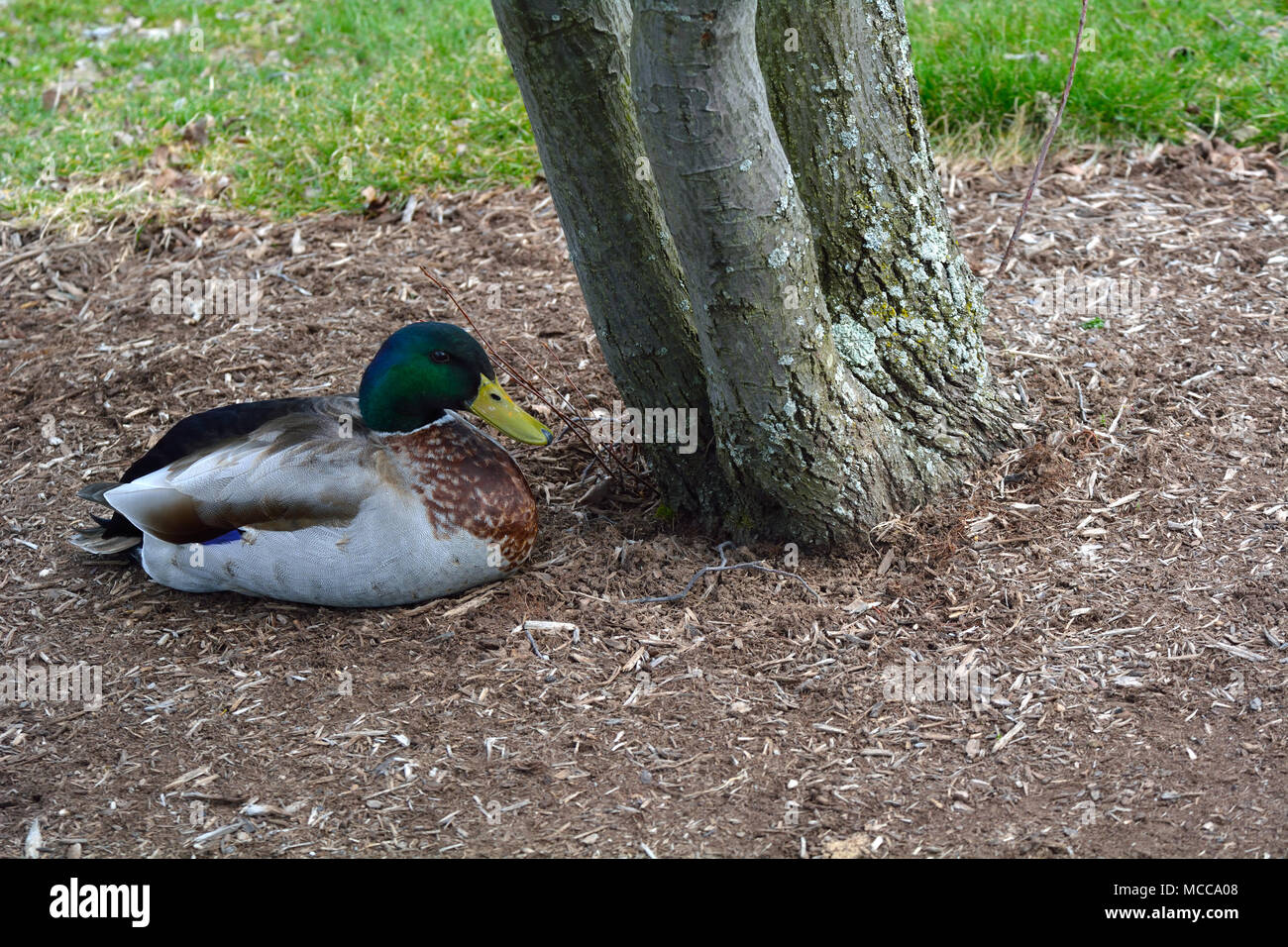 Mallard Duck Resting In The Shade Stock Photo - Alamy