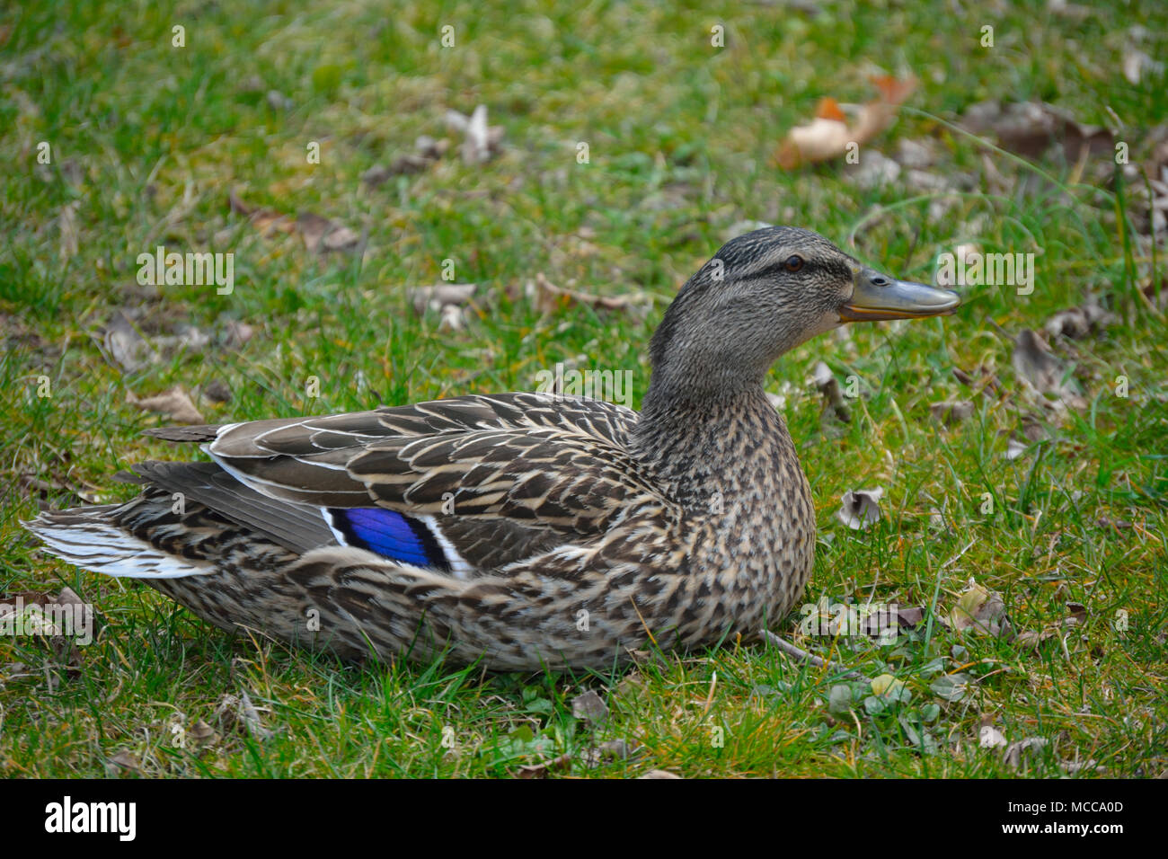 American black duck hi-res stock photography and images - Alamy