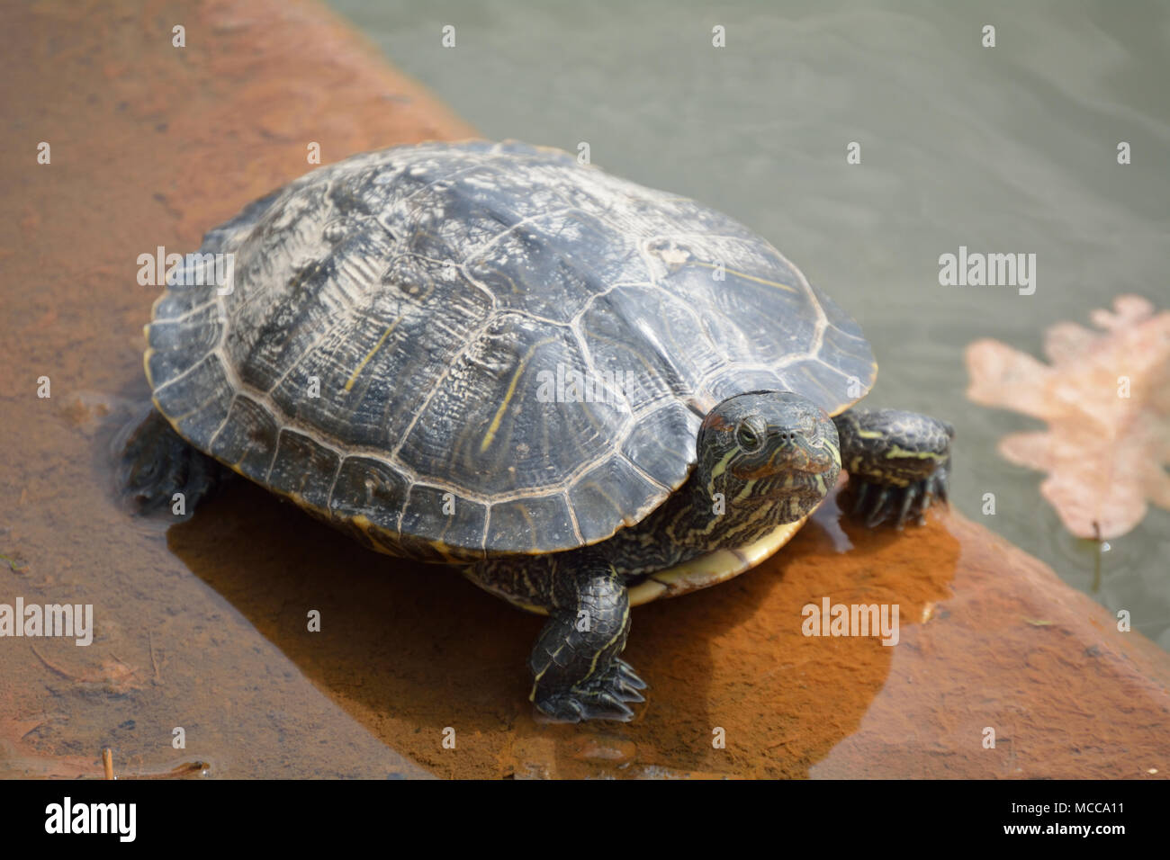 Posing turtle hi-res stock photography and images - Alamy