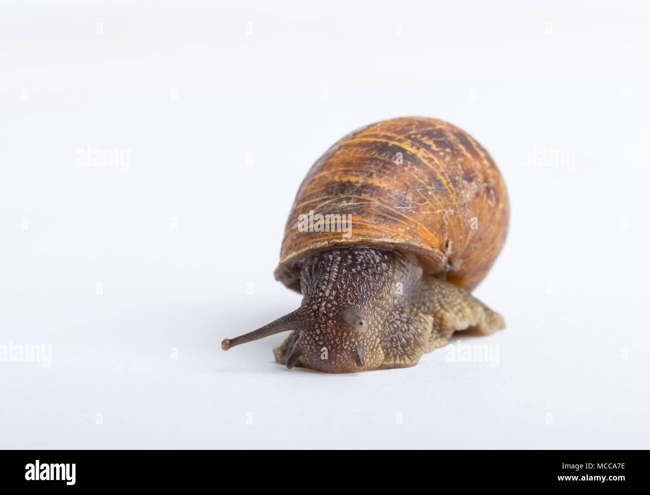 Escargot isolated on a white background front view close up Stock Photo ...