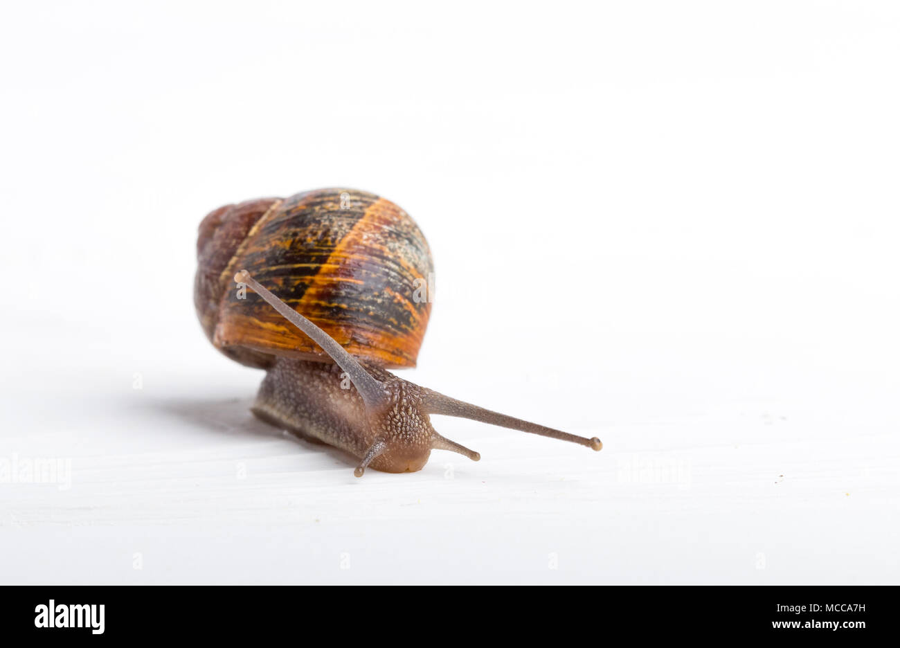 Escargot isolated on a white background front view close up Stock Photo ...