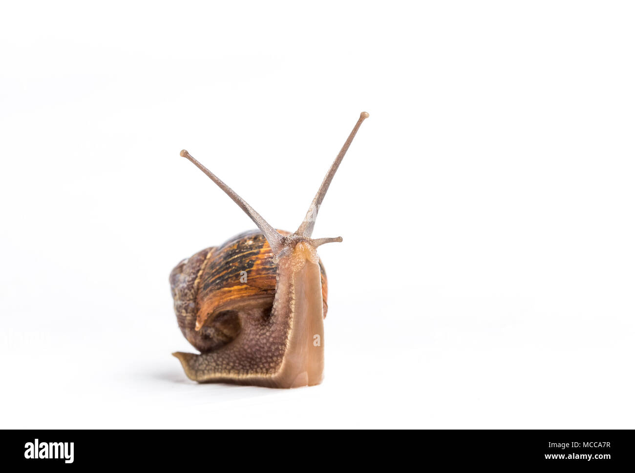 Escargot isolated on a white background front view close up Stock Photo ...