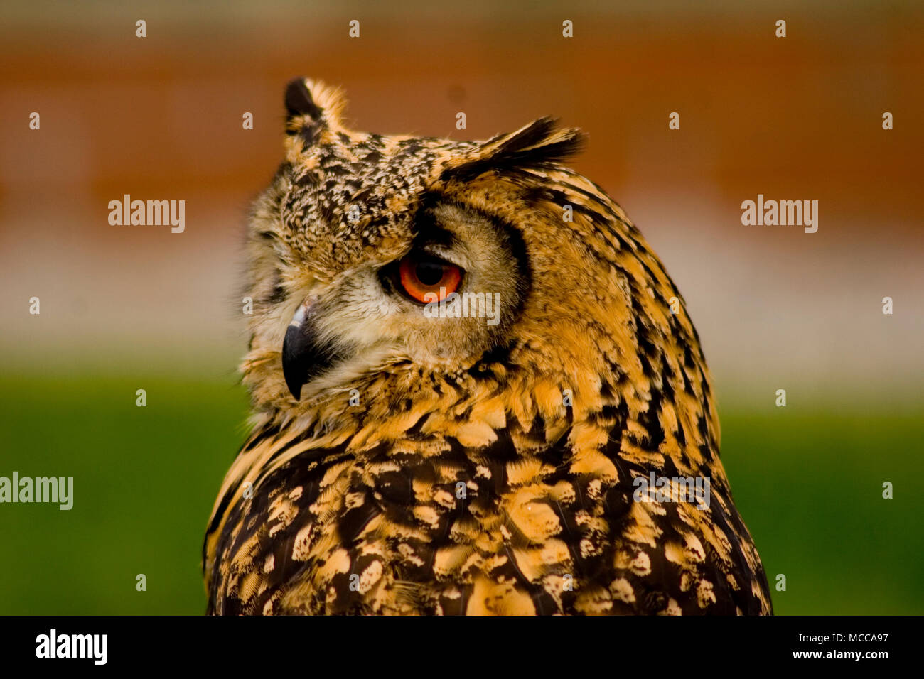 various bird photo's Stock Photo - Alamy