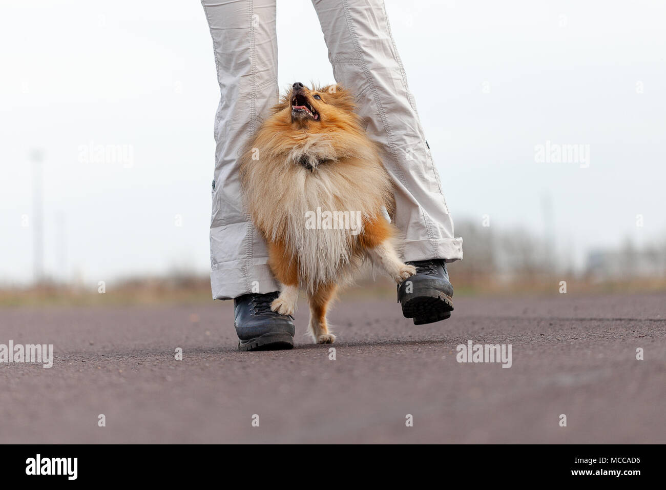 Sheetland sheepdog hi-res stock photography and images - Alamy