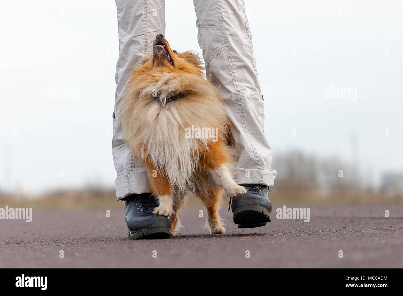 Sheetland sheepdog hi-res stock photography and images - Alamy