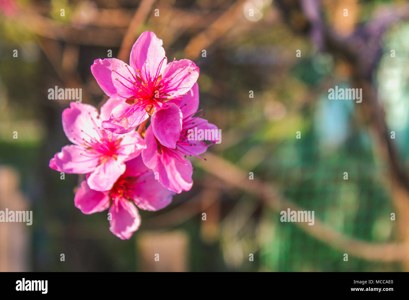 Pink beautiful flowers of a peach tree on a sunny day Stock Photo - Alamy