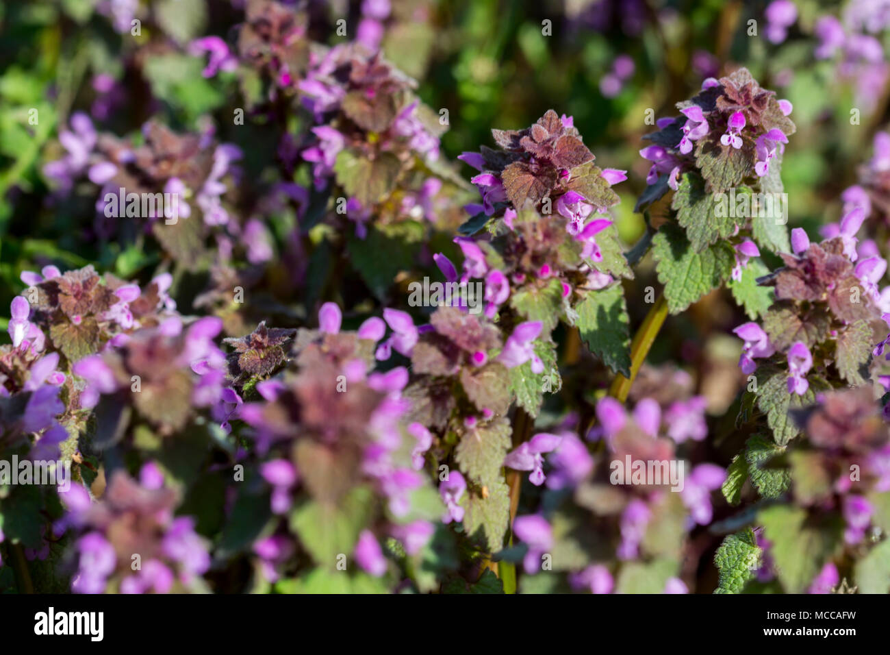 Field with lamium purpureum, known as red dead-nettle, purple dead ...