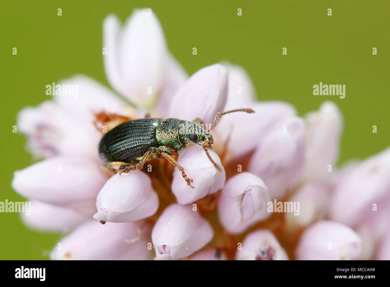 Green leaf beetle, Phyllobius sp, and pink snakeroot, Bistorta ...