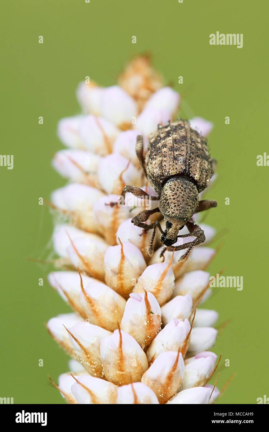 Weevil scales hi-res stock photography and images - Alamy