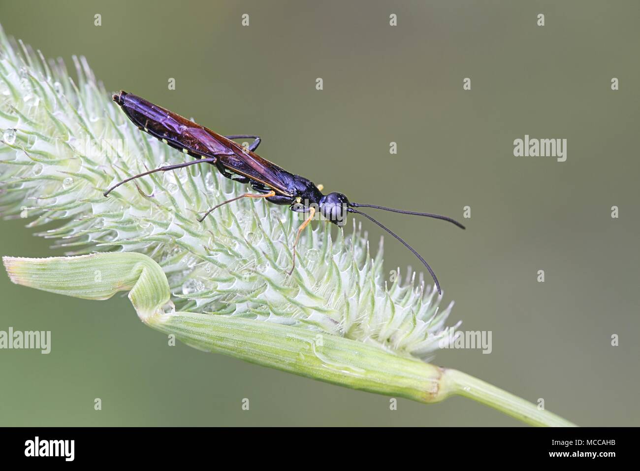 Stem sawfly (Cephoidea), resting on timothy-grass Stock Photo - Alamy